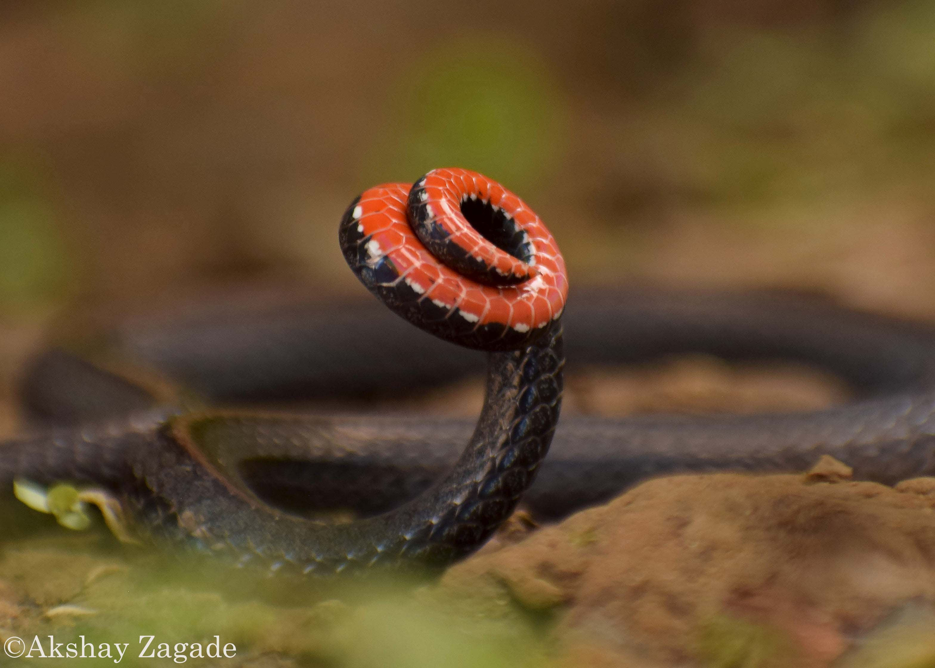 Indian Snakes - Indian Snakebite Initiative
