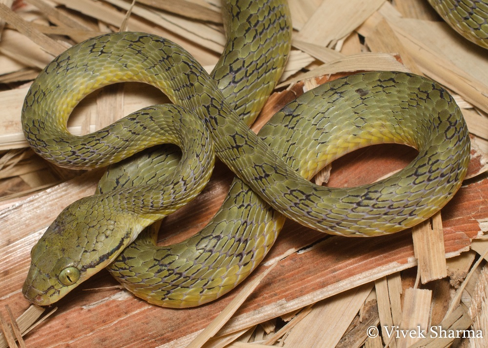 Indian Snakes - Indian Snakebite Initiative