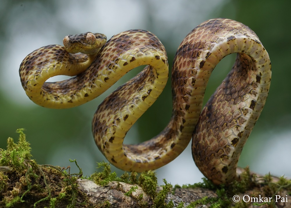 Indian Snakes - Indian Snakebite Initiative