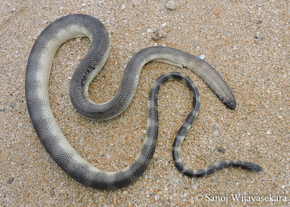 Indian Snakes - Indian Snakebite Initiative