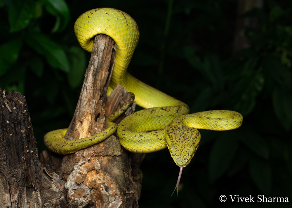 Indian Snakes - Indian Snakebite Initiative