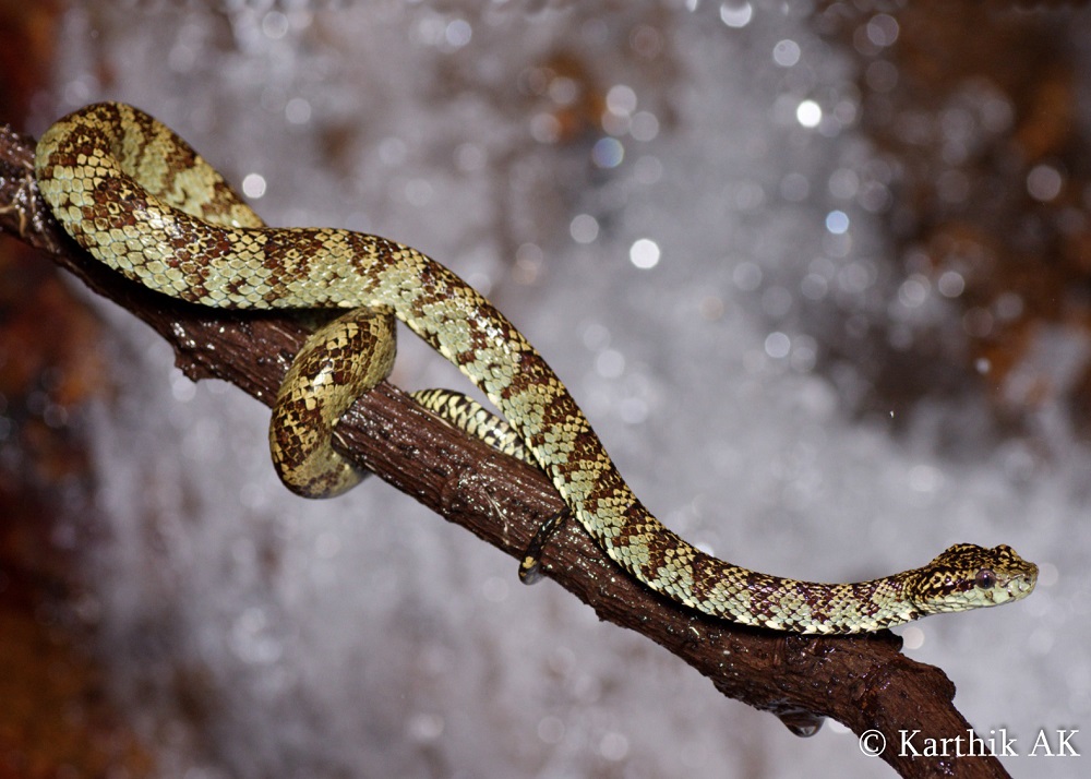 Indian Snakes - Indian Snakebite Initiative