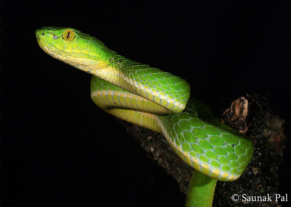 Indian Snakes - Indian Snakebite Initiative