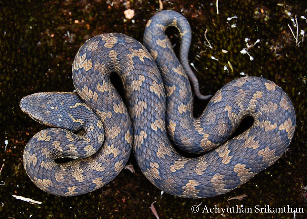 Indian Snakes - Indian Snakebite Initiative