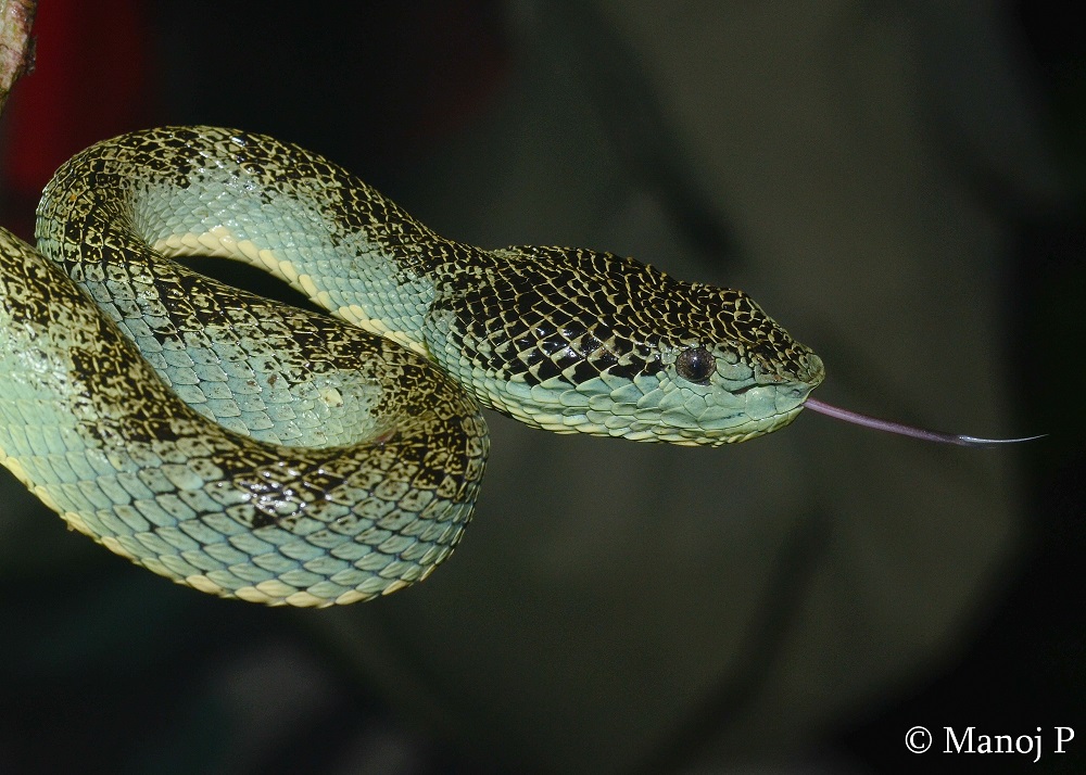Indian Snakes - Indian Snakebite Initiative