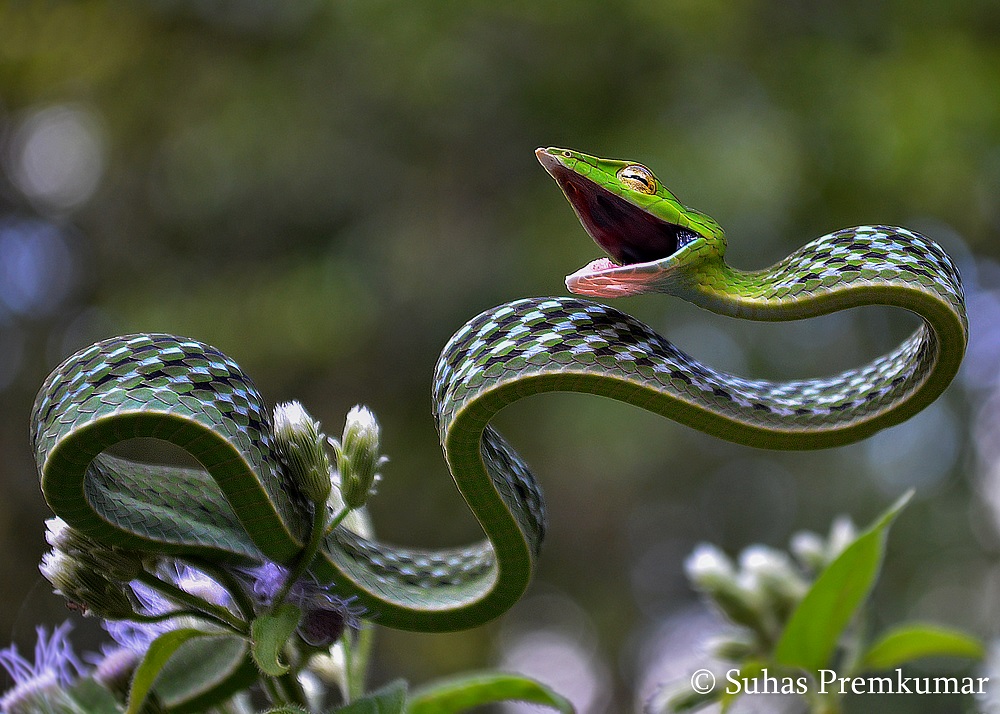 Indian Snakes - Indian Snakebite Initiative
