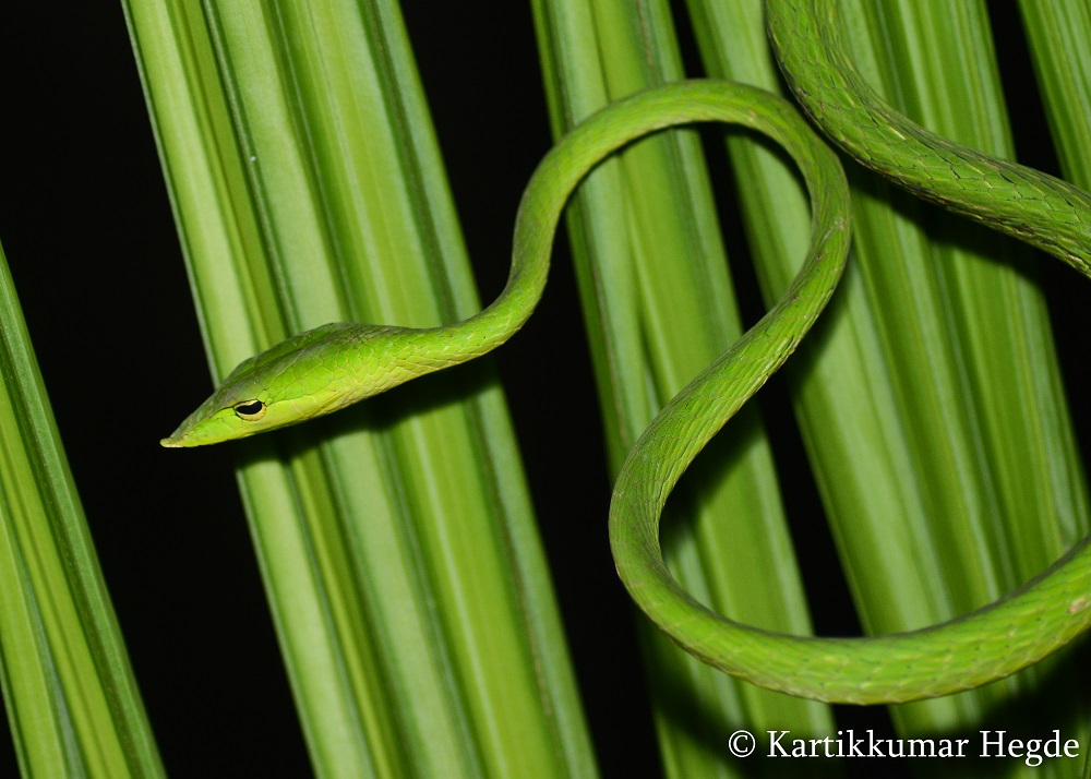 Indian Snakes - Indian Snakebite Initiative
