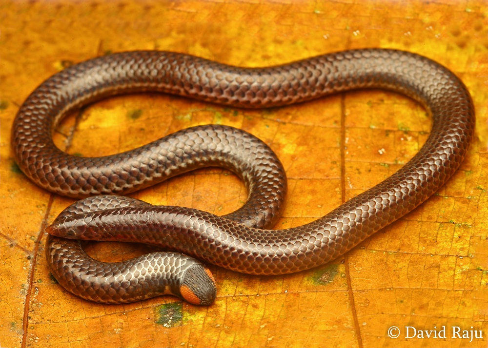 Indian Snakes - Indian Snakebite Initiative