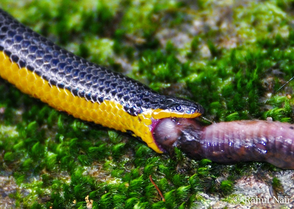 Indian Snakes - Indian Snakebite Initiative
