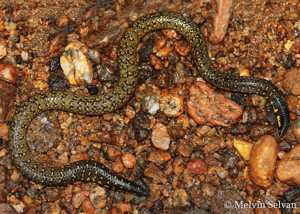 Indian Snakes - Indian Snakebite Initiative