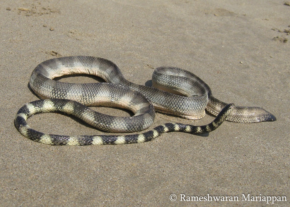 Indian Snakes - Indian Snakebite Initiative