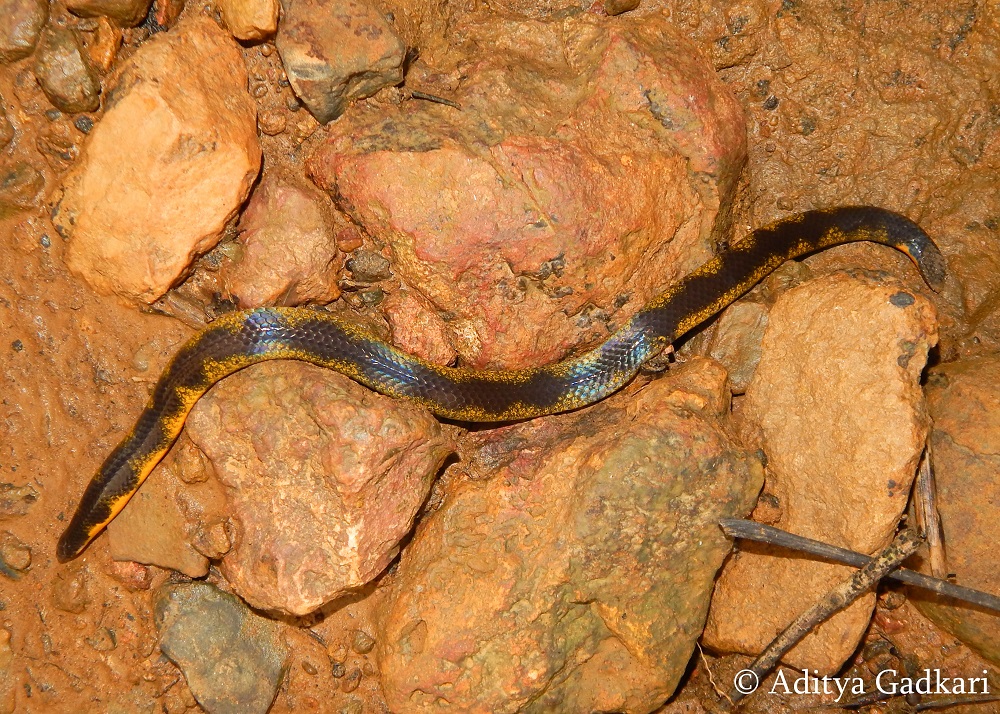 Indian Snakes - Indian Snakebite Initiative