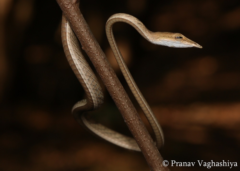 Indian Snakes - Indian Snakebite Initiative