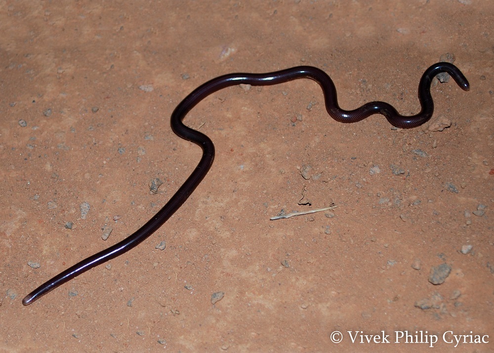 Indian Snakes - Indian Snakebite Initiative