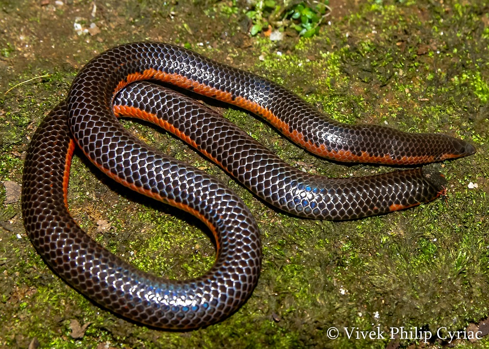 Indian Snakes - Indian Snakebite Initiative