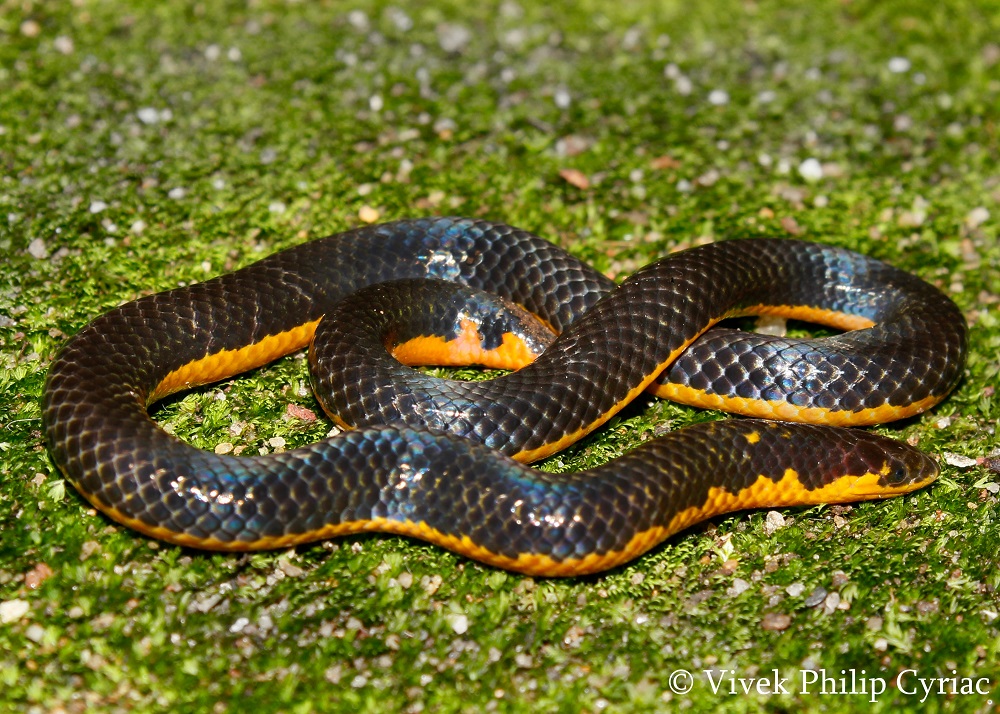 Indian Snakes - Indian Snakebite Initiative