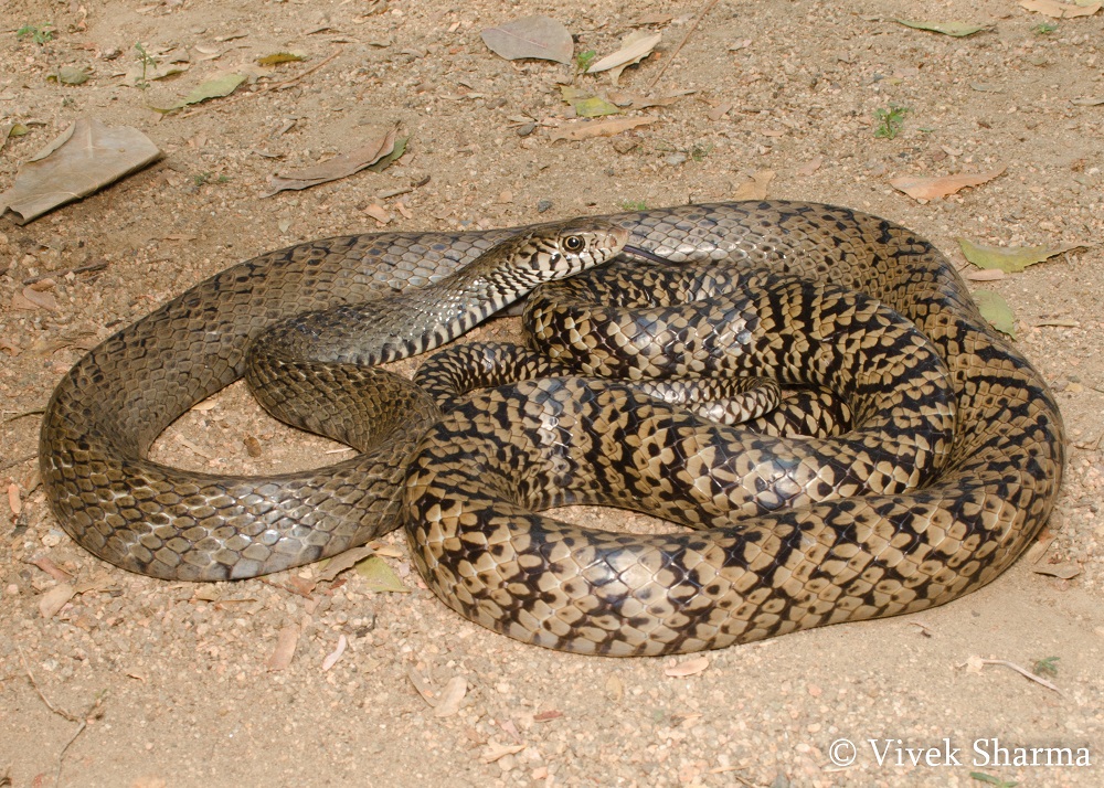 Indian Snakes - Indian Snakebite Initiative