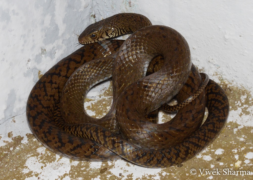 Indian Snakes - Indian Snakebite Initiative