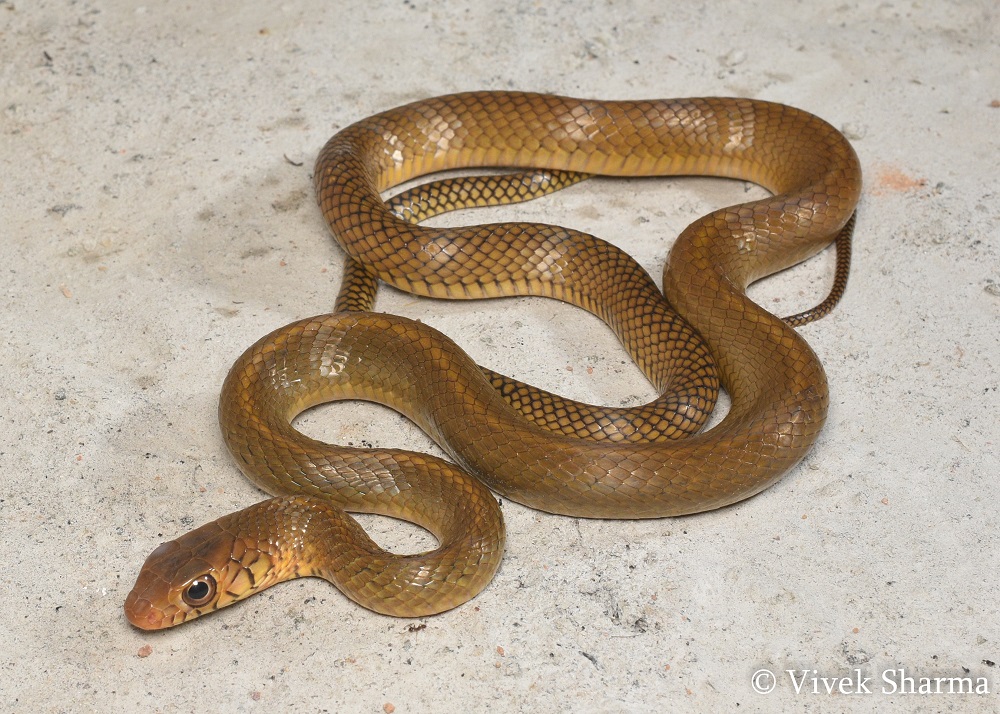 Indian Snakes - Indian Snakebite Initiative