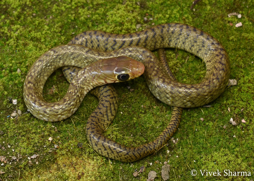 Indian Snakes - Indian Snakebite Initiative