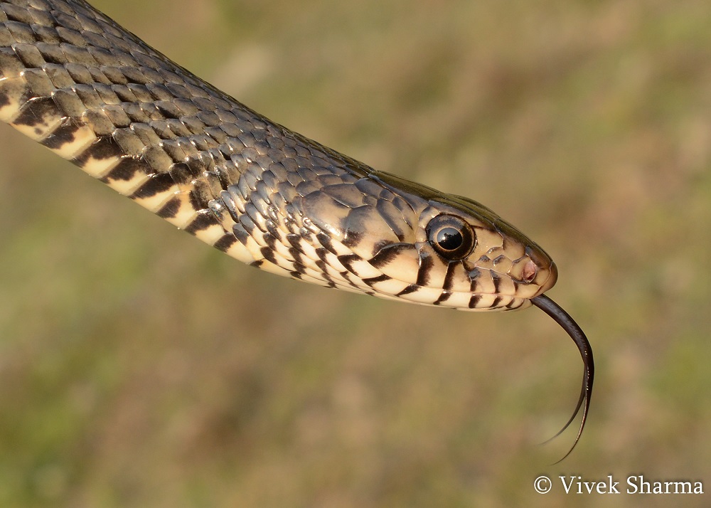 Indian Snakes - Indian Snakebite Initiative