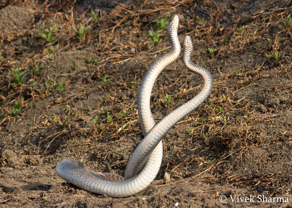 Indian Snakes - Indian Snakebite Initiative