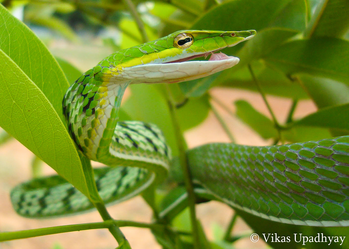 Indian Snakes - Indian Snakebite Initiative