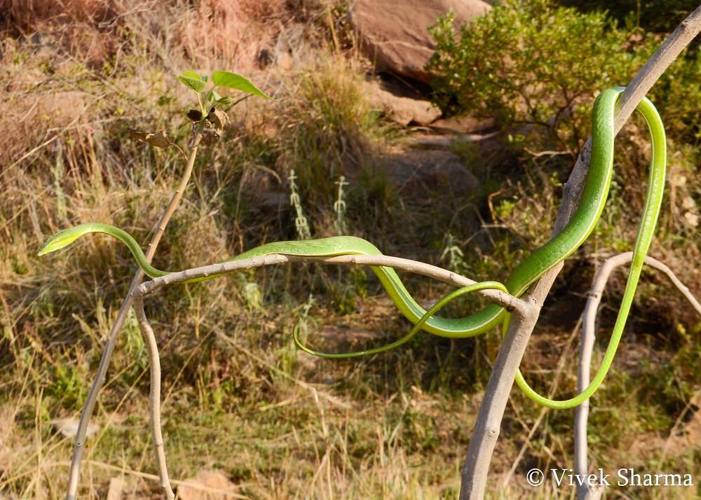 Indian Snakes - Indian Snakebite Initiative