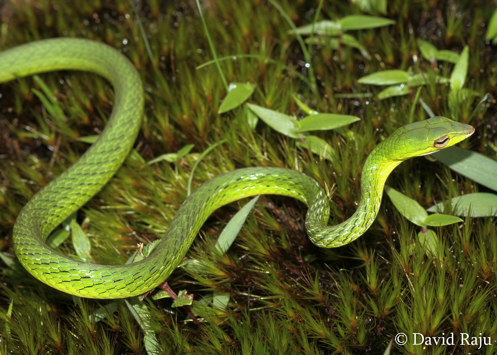 Indian Snakes - Indian Snakebite Initiative