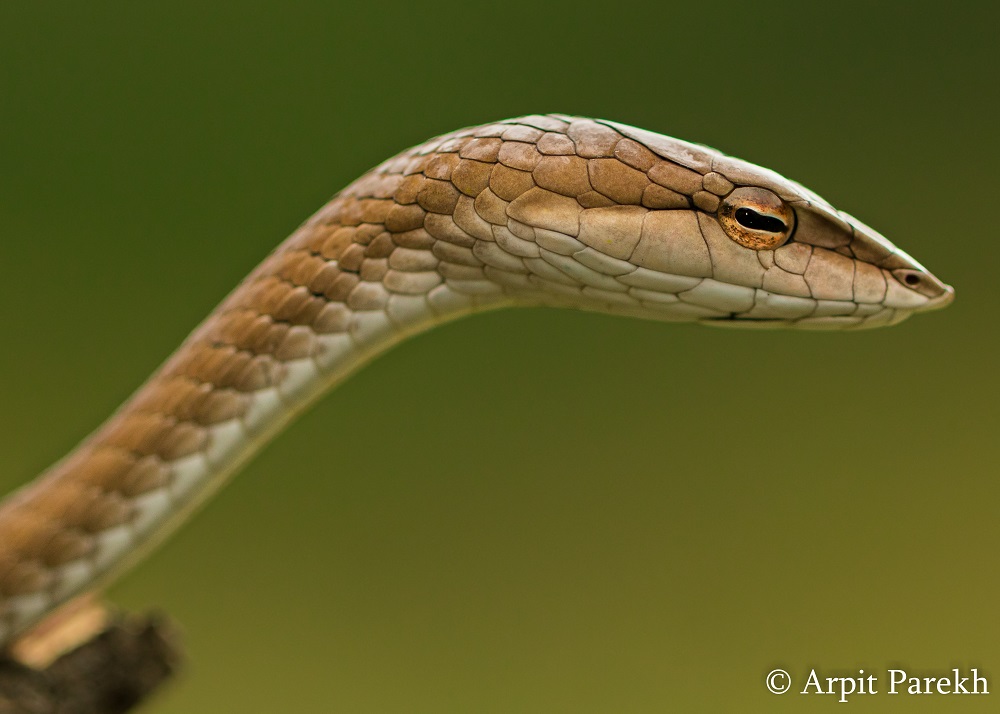 Indian Snakes - Indian Snakebite Initiative