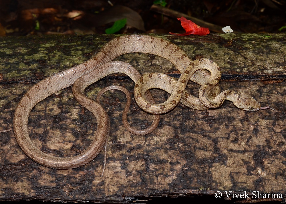 Indian Snakes - Indian Snakebite Initiative
