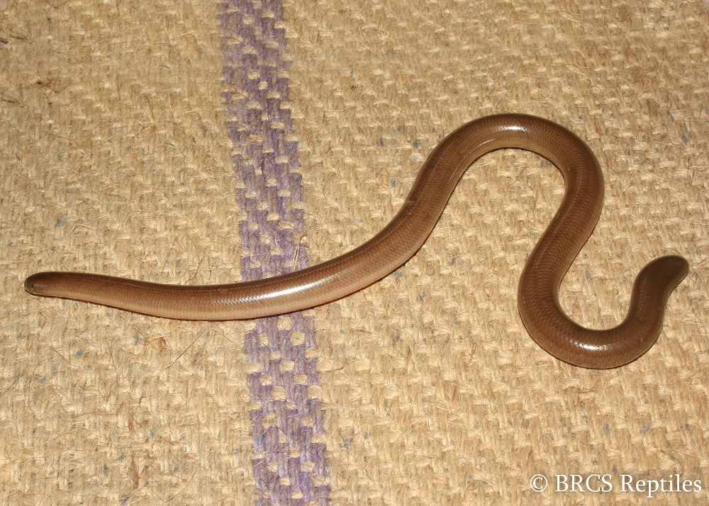 Indian Snakes - Indian Snakebite Initiative