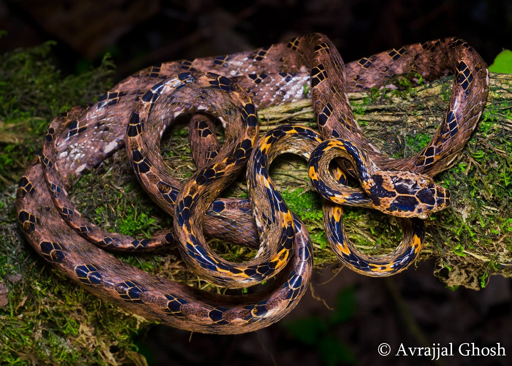 Indian Snakes - Indian Snakebite Initiative