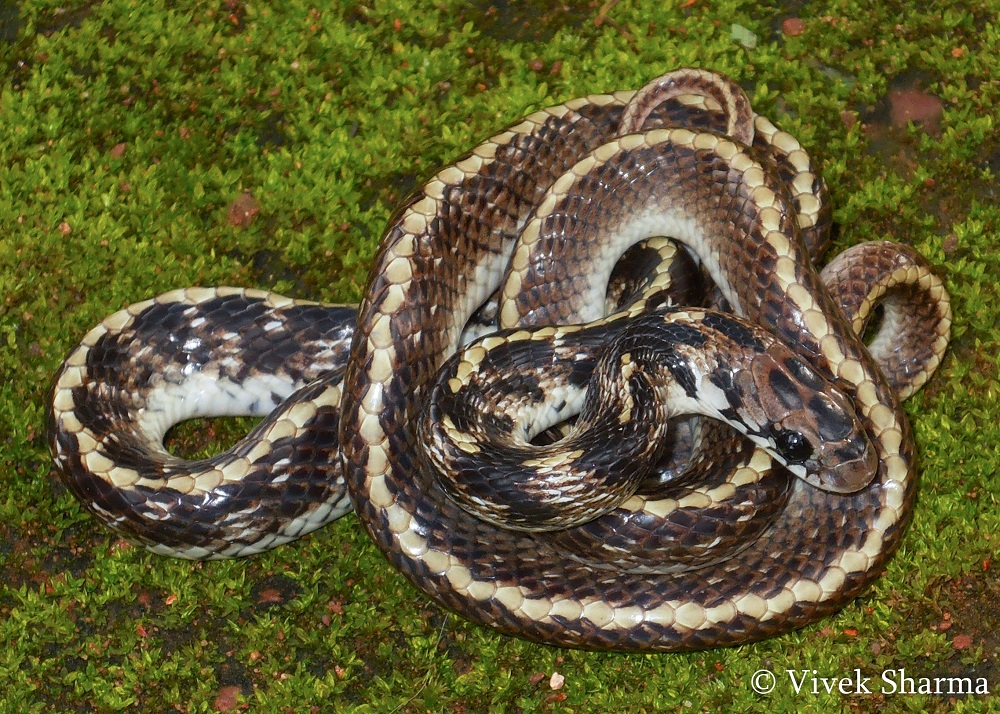 Indian Snakes - Indian Snakebite Initiative