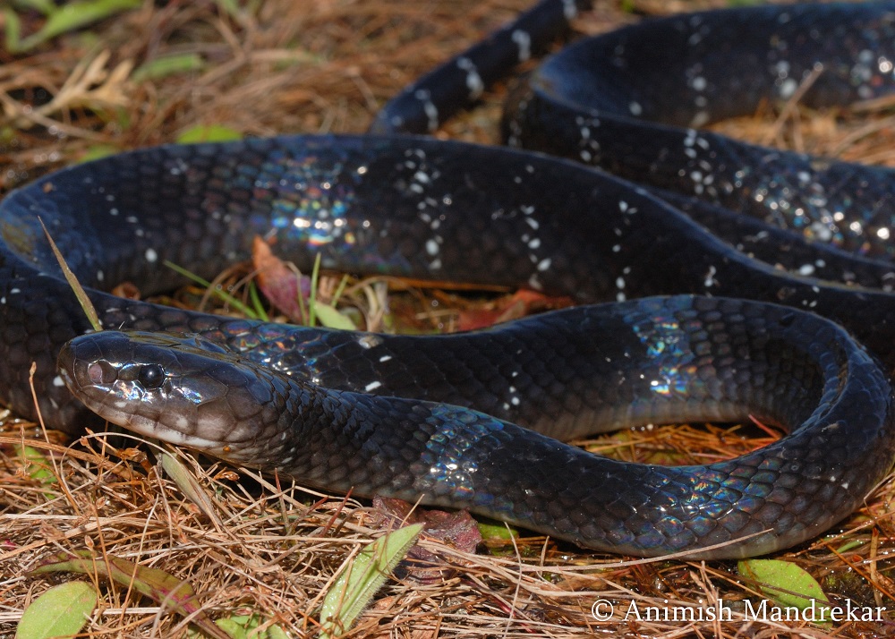 Indian Snakes - Indian Snakebite Initiative