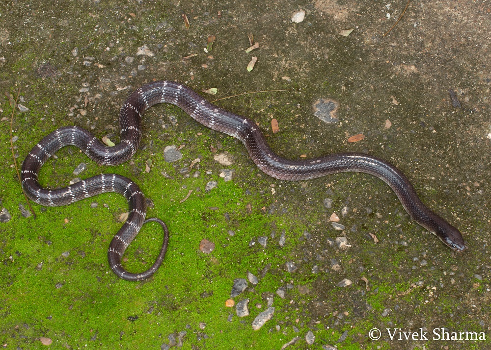 Indian Snakes - Indian Snakebite Initiative