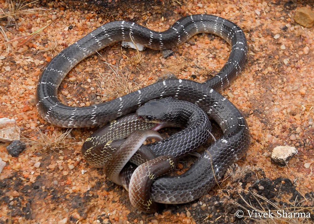 Indian Snakes - Indian Snakebite Initiative