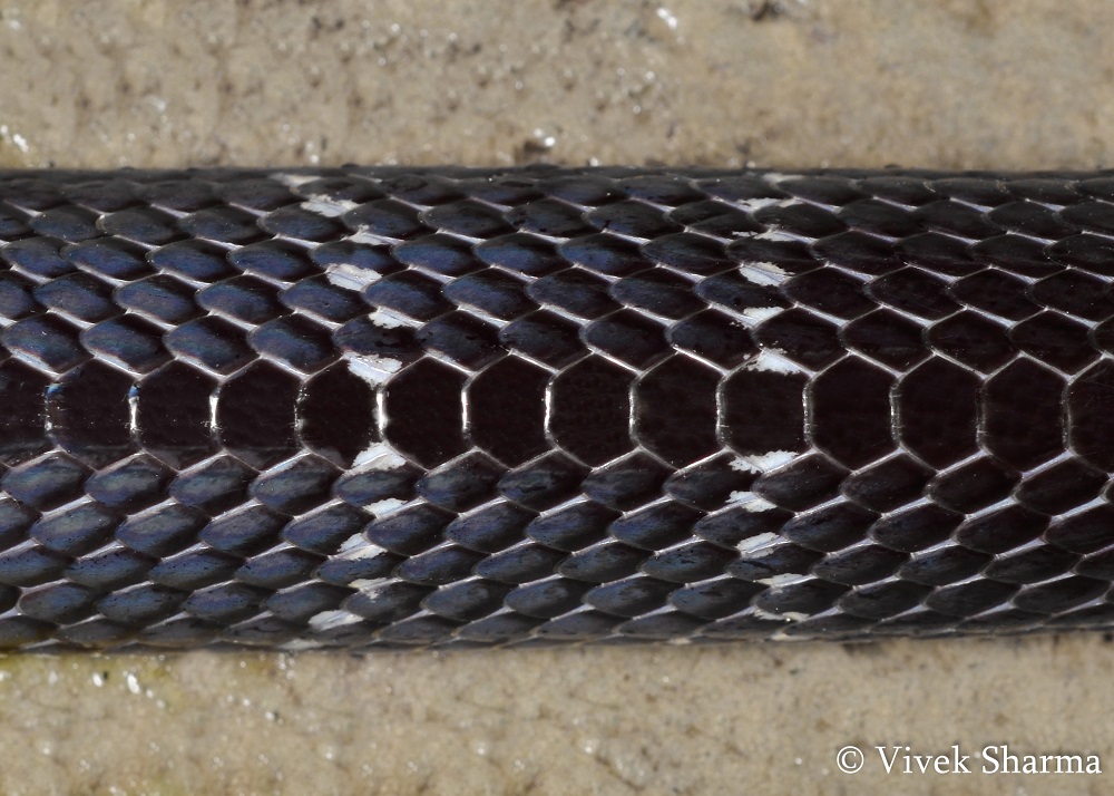 Indian Snakes - Indian Snakebite Initiative