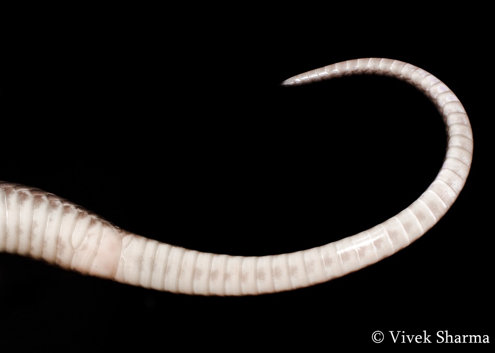 Indian Snakes - Indian Snakebite Initiative