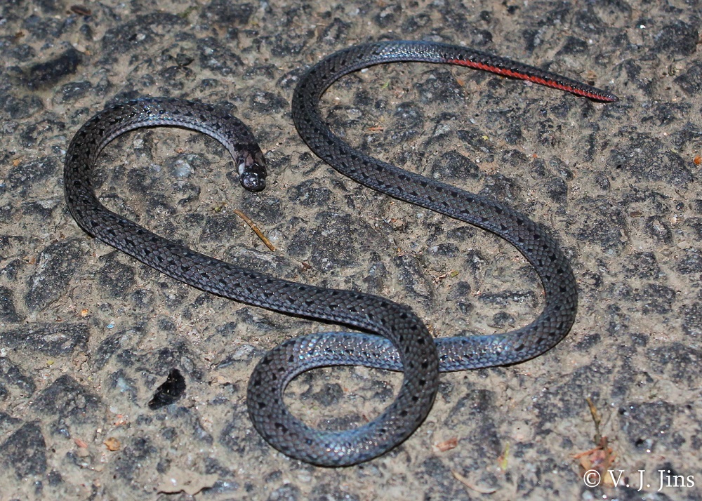 Indian Snakes - Indian Snakebite Initiative