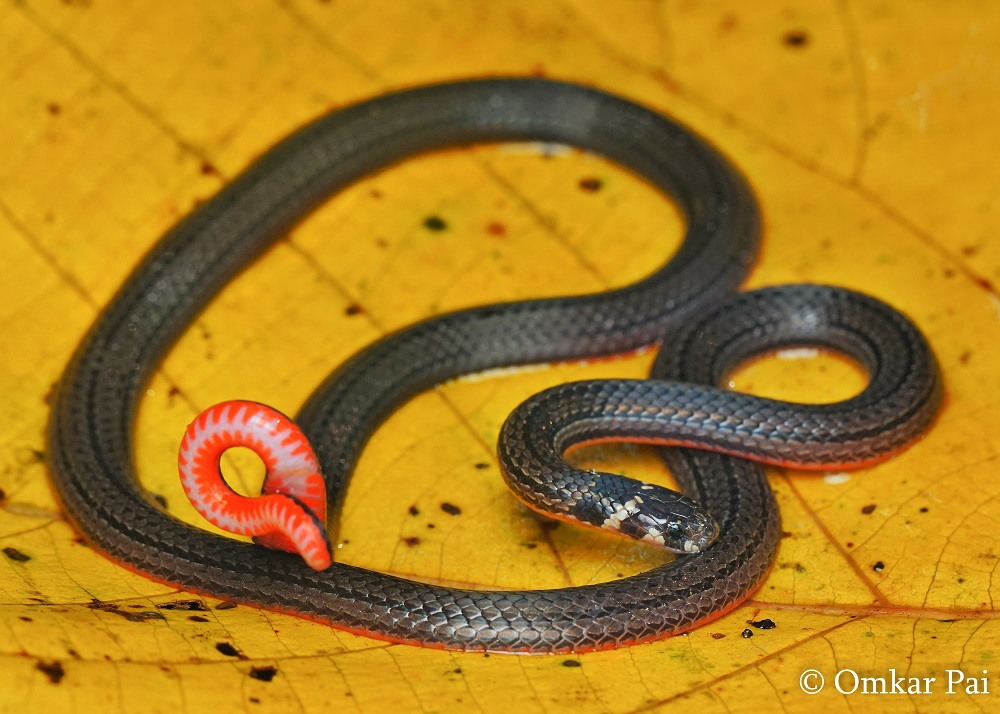 Indian Snakes - Indian Snakebite Initiative