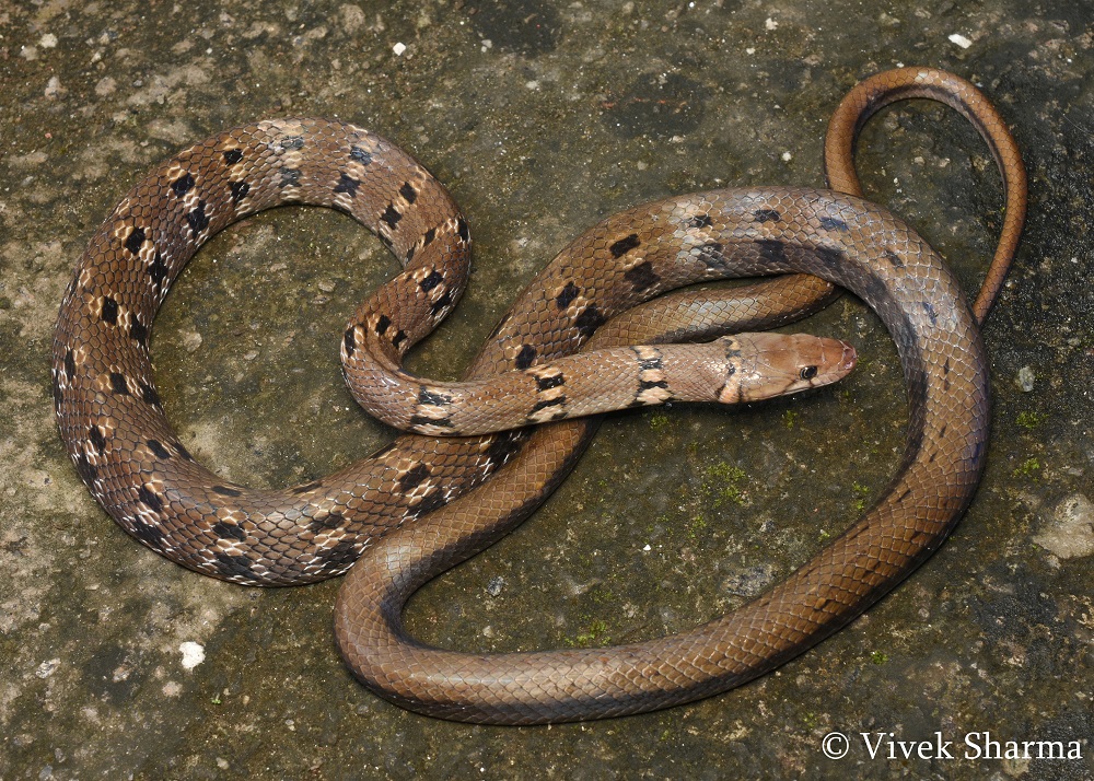 Indian Snakes - Indian Snakebite Initiative