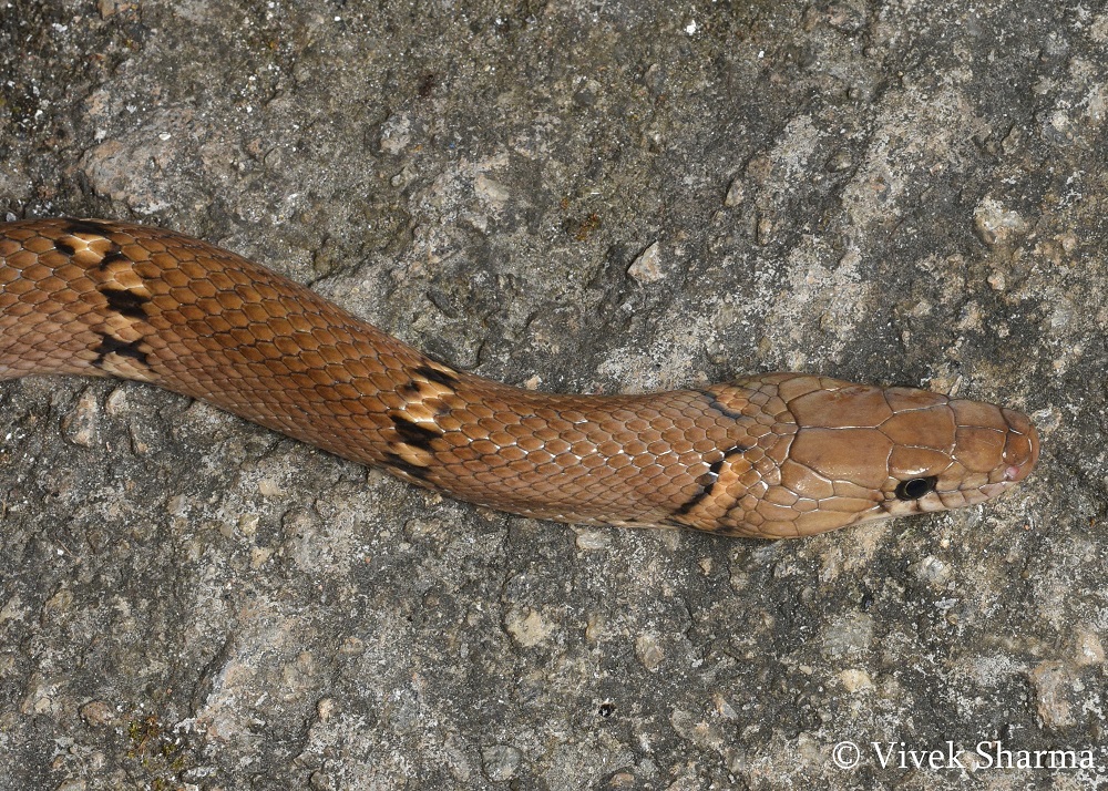 Indian Snakes - Indian Snakebite Initiative