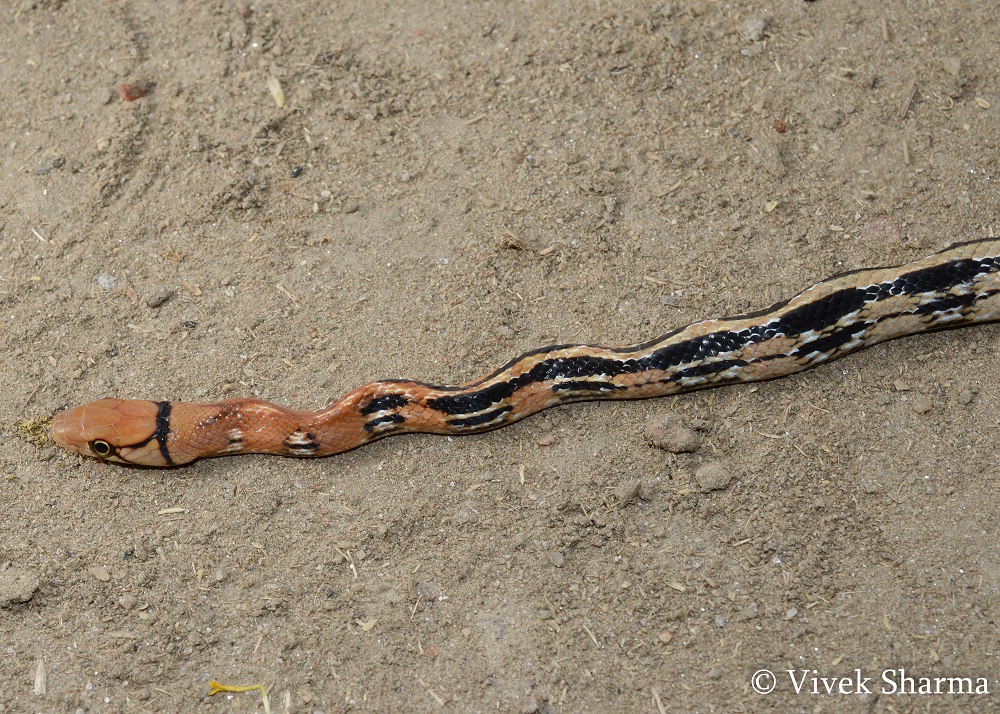Indian Snakes - Indian Snakebite Initiative