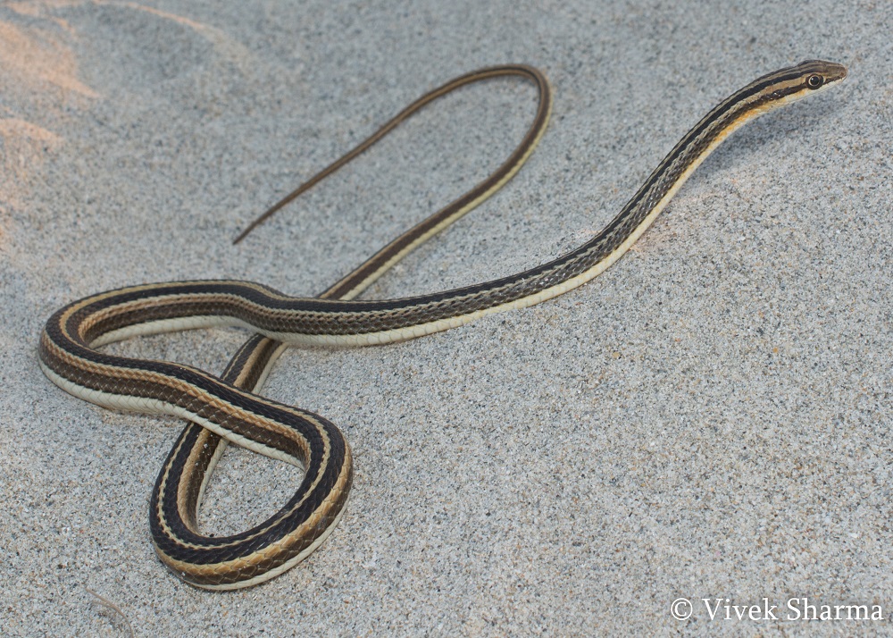 Indian Snakes - Indian Snakebite Initiative