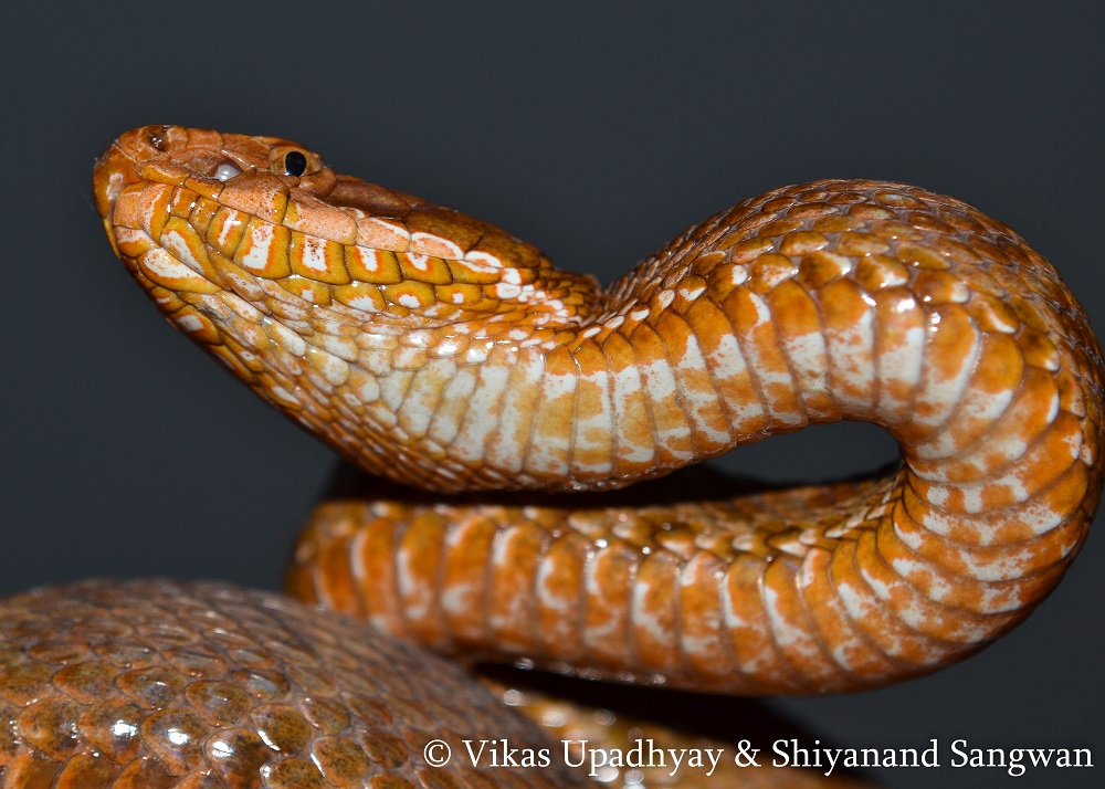 Indian Snakes - Indian Snakebite Initiative