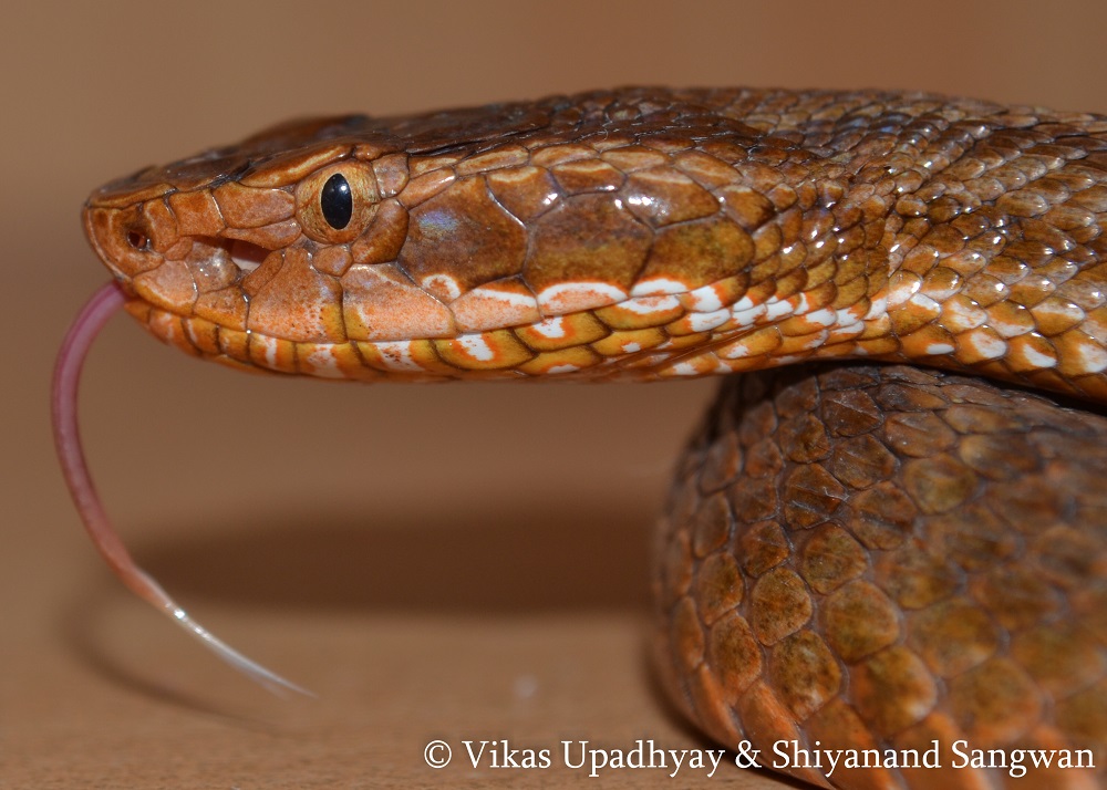 Indian Snakes - Indian Snakebite Initiative