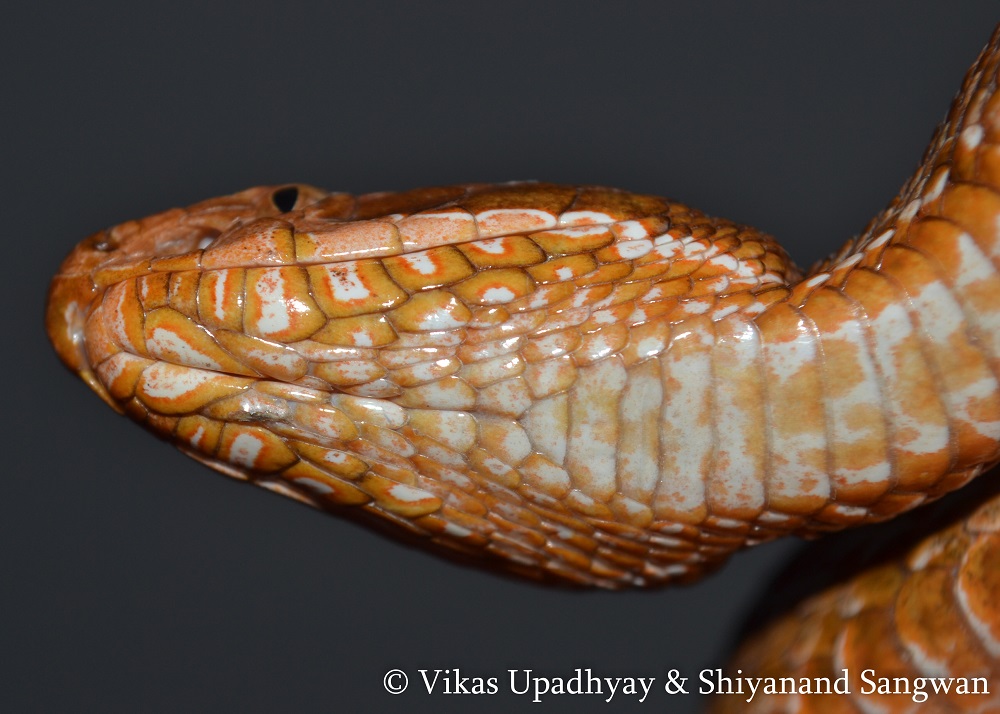 Indian Snakes - Indian Snakebite Initiative