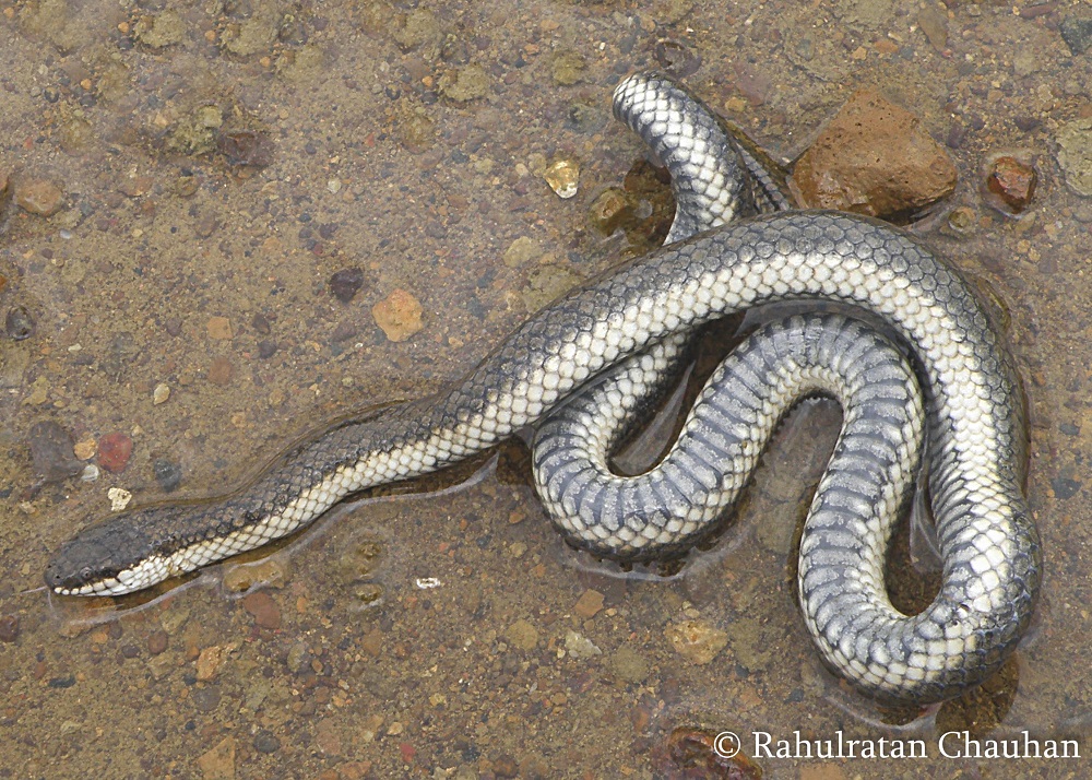 Indian Snakes - Indian Snakebite Initiative