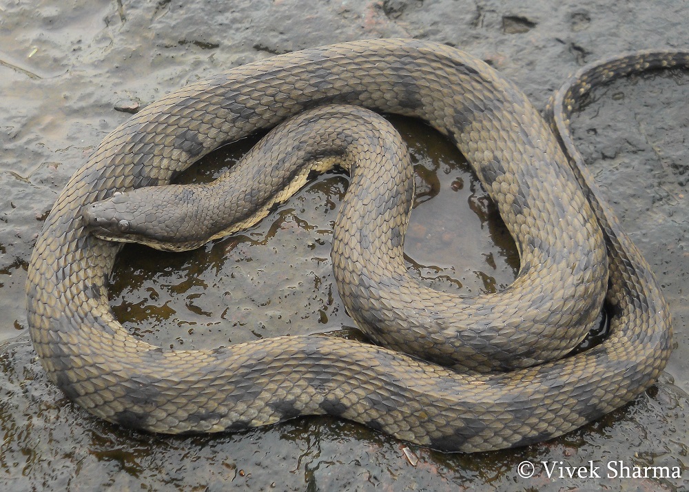 Indian Snakes - Indian Snakebite Initiative